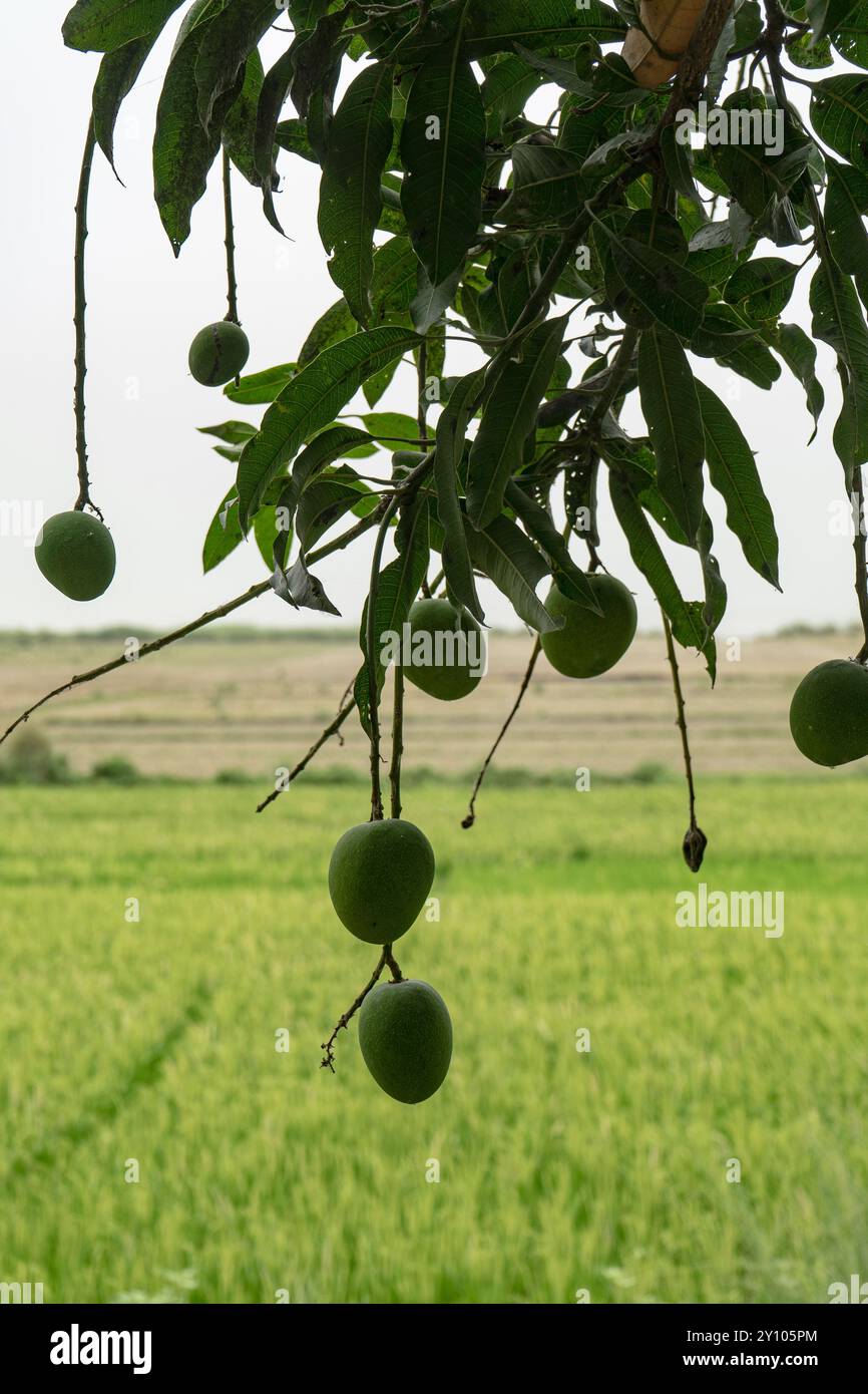 Bangladesh mango tree hi-res stock photography and images - Alamy