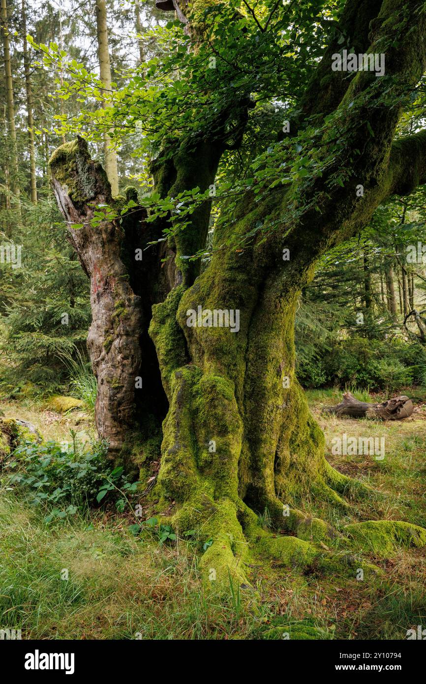 the Six Beeches (Les Six Hêstres) in the forest of Lonlou near Hockai ...