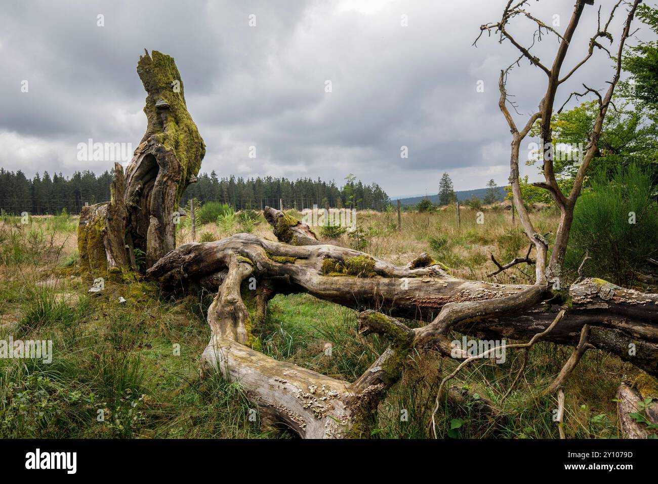 the Six Beeches (Les Six Hêstres) in the forest of Lonlou near Hockai ...