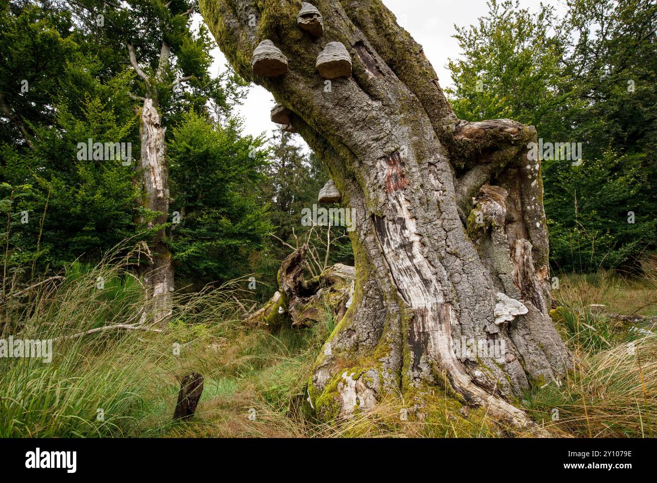 the Six Beeches (Les Six Hêstres) in the forest of Lonlou near Hockai ...