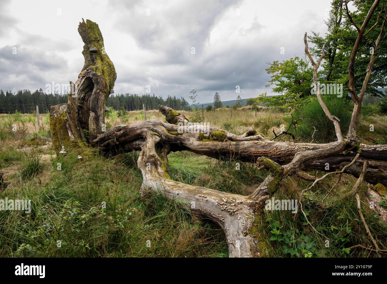 the Six Beeches (Les Six Hêstres) in the forest of Lonlou near Hockai ...