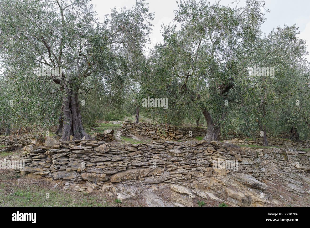 Terraced stone walls support olive trees on the hillside, Province of ...
