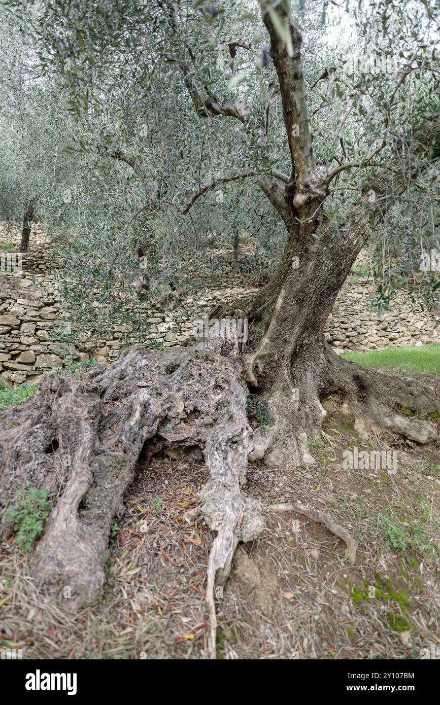 Old olive tree trunk roots and branches Stock Photo - Alamy