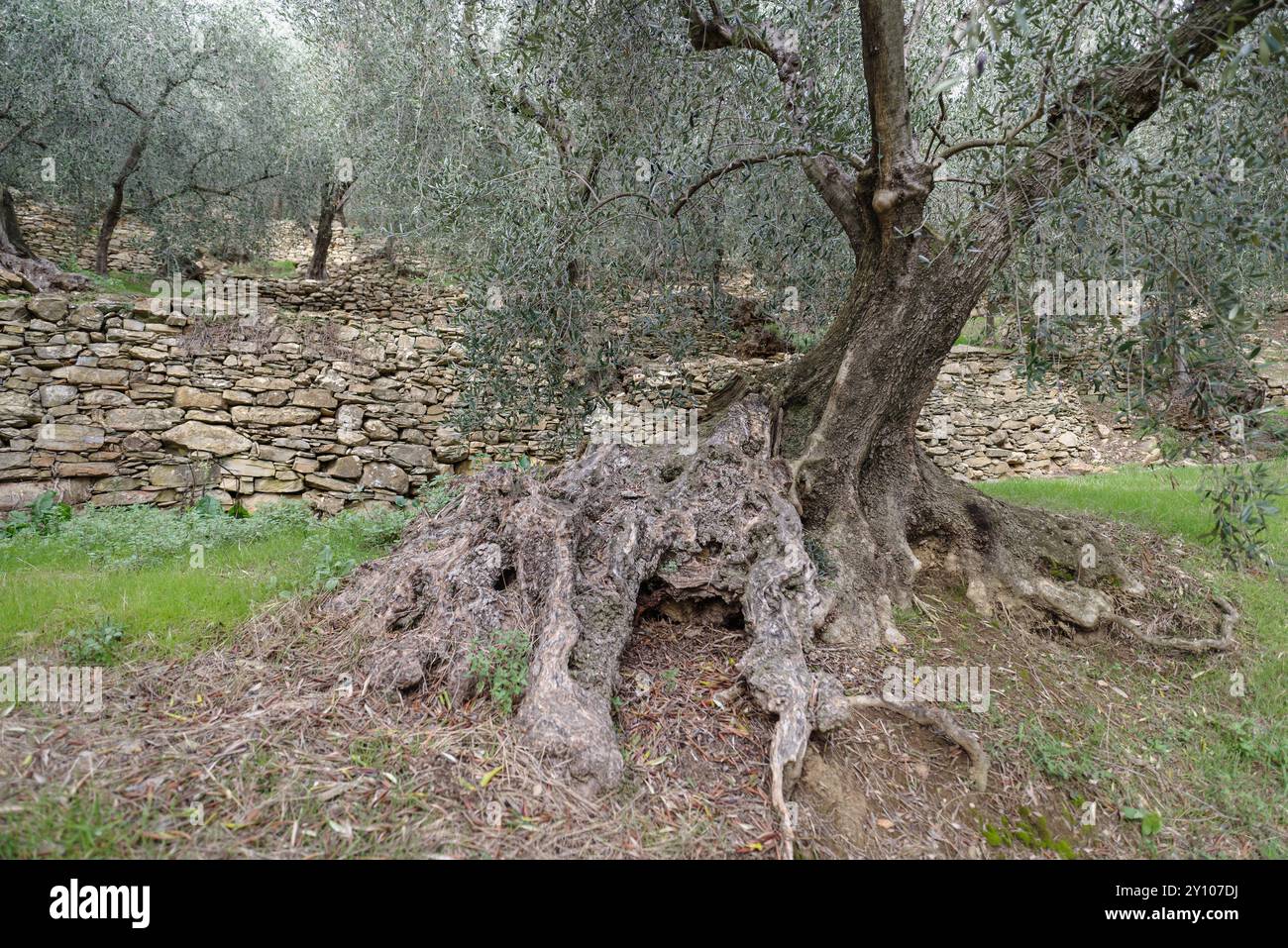 Old olive tree trunk roots and branches Stock Photo - Alamy