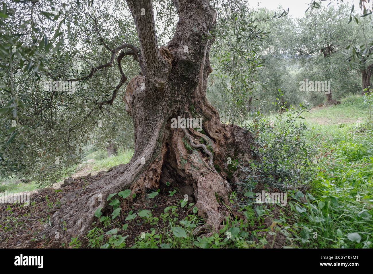 Old olive tree trunk roots and branches Stock Photo - Alamy