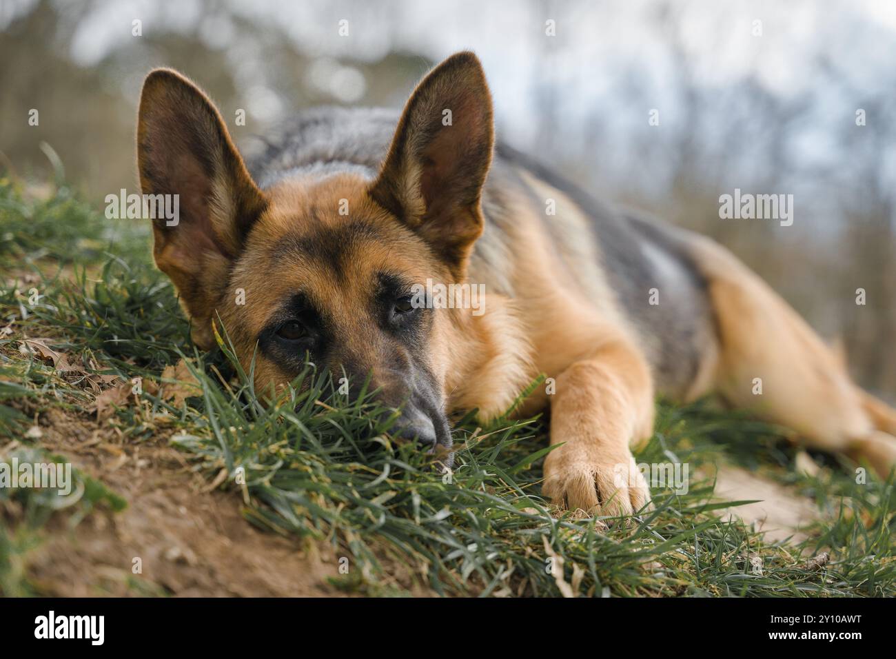 German shepherd dog sleeping hi-res stock photography and images - Alamy