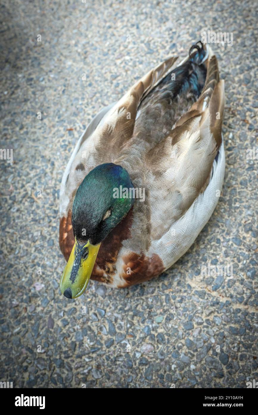 Duck seat on the ground Stock Photo - Alamy