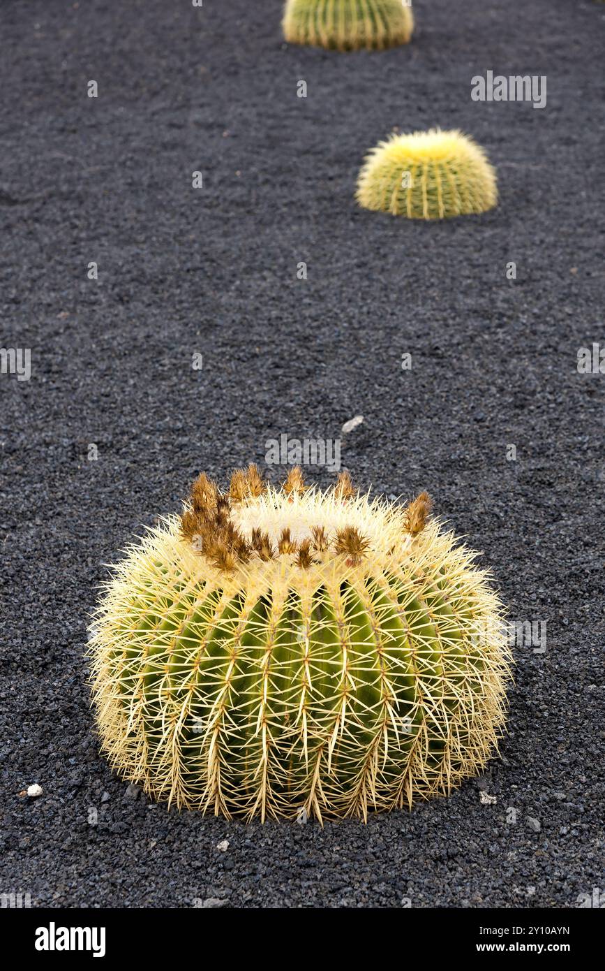 Large round cactus in natural arid environment at full size Stock Photo - Alamy