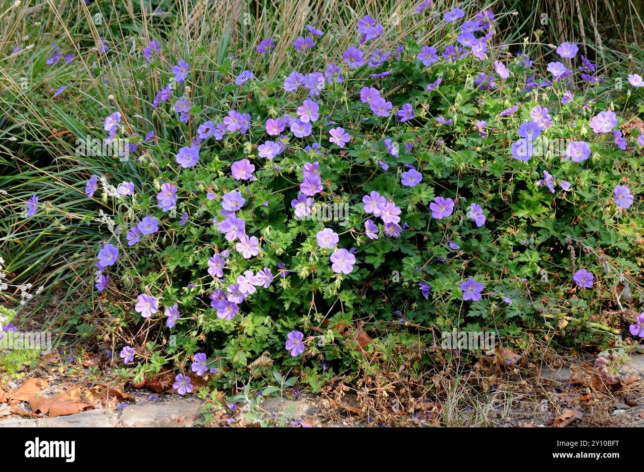 Kastrup/Copenhagen/ Denmark/04 September 2024/Garden in nature wild ...