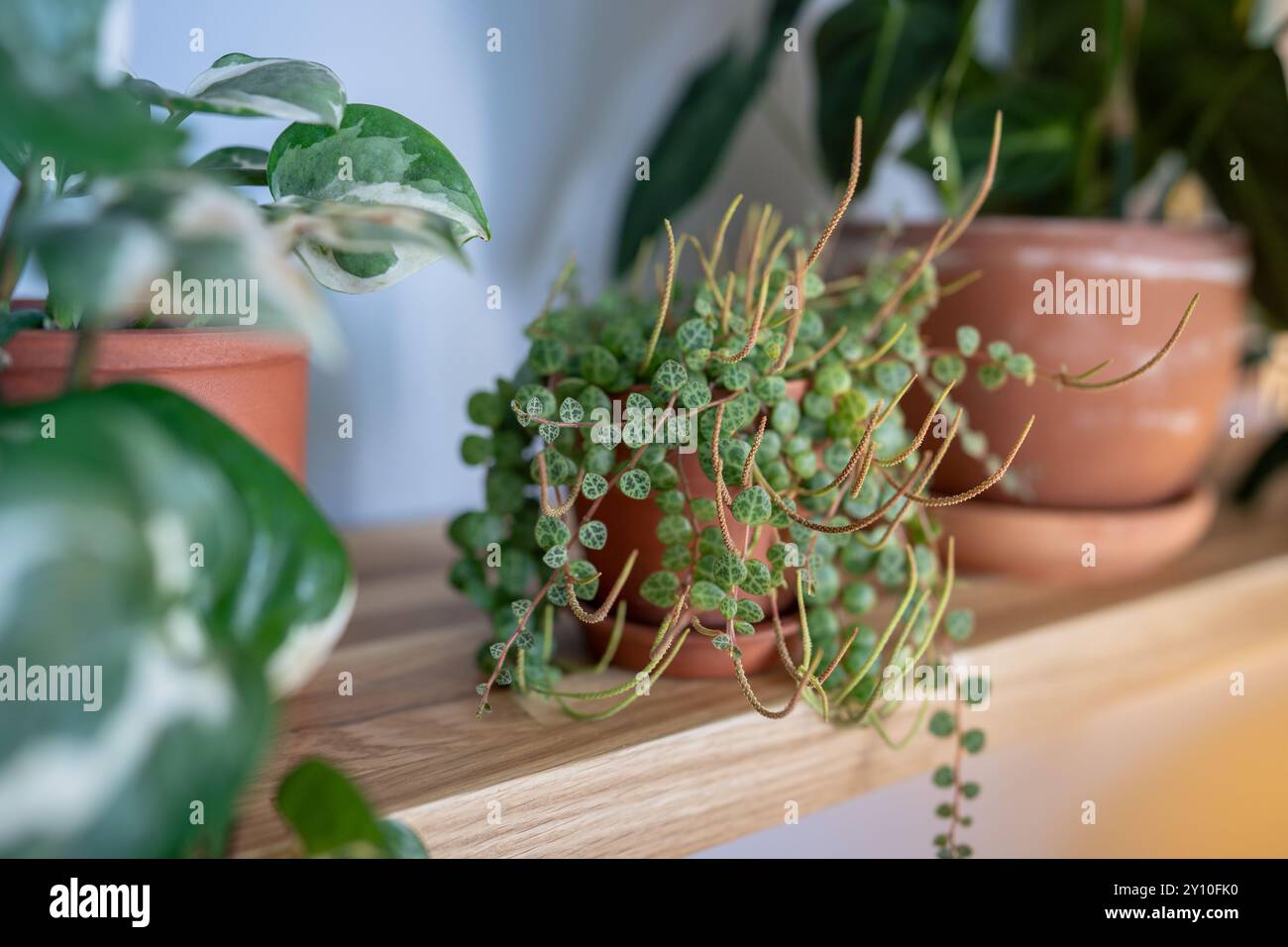 Peperomia Prostrata - String of turtles houseplant in ceramic ceramic ...