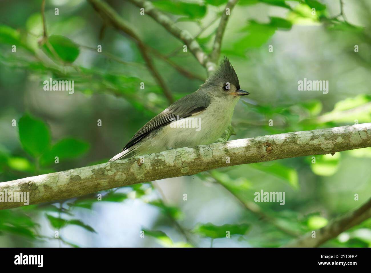 Tufted titmouse bird hi-res stock photography and images - Alamy