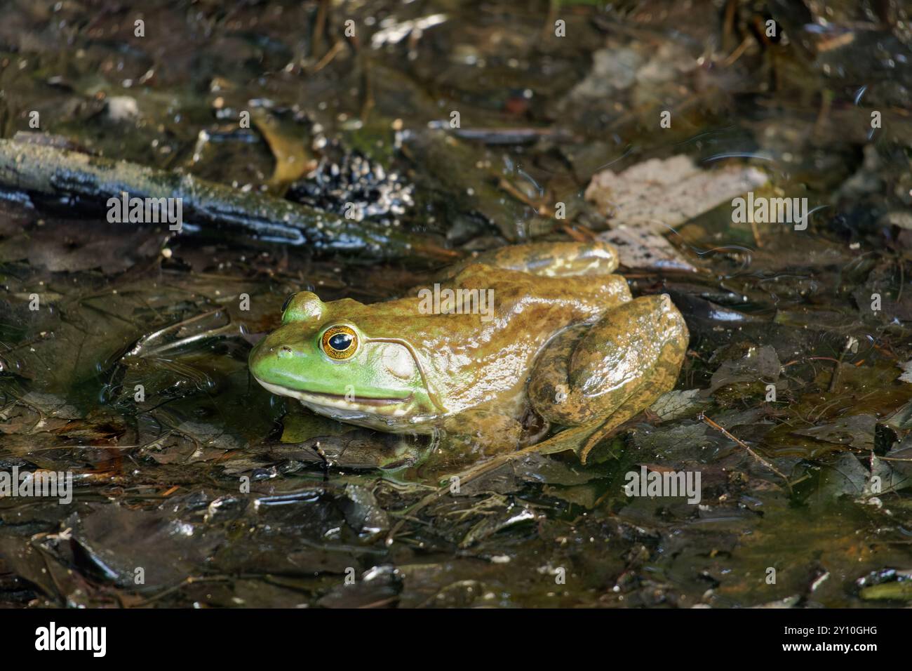 Marsh frog river hi-res stock photography and images - Alamy