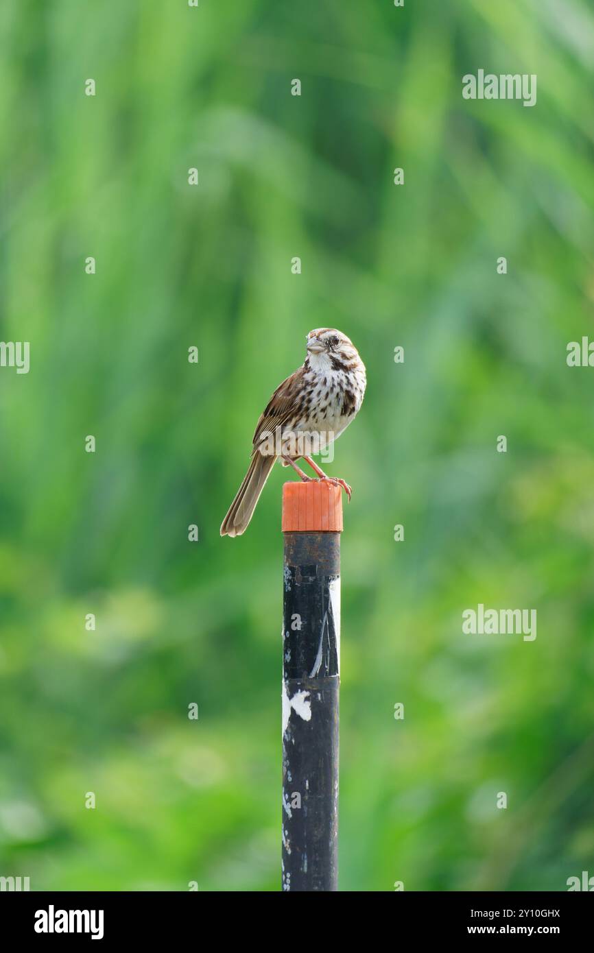 Sat on post hi-res stock photography and images - Alamy