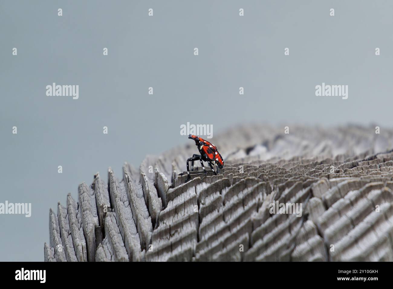 Invasive spotted bug hi-res stock photography and images - Alamy