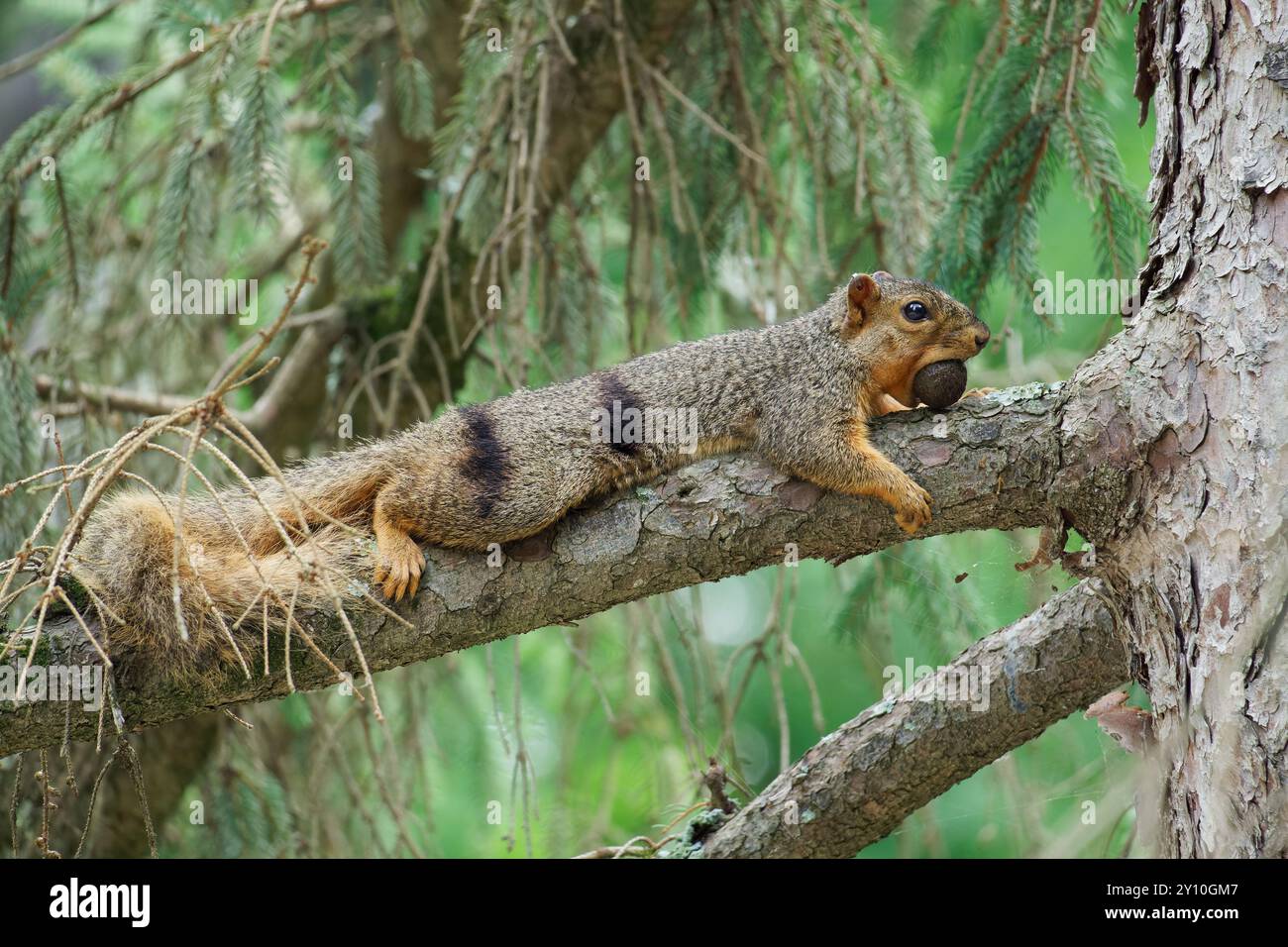 Fox Squirrel Laying on Branch Stock Photo - Alamy