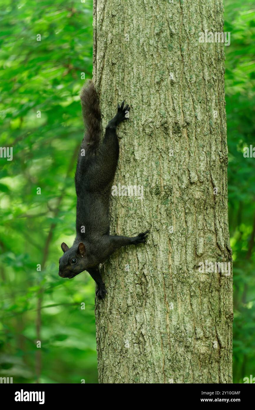 Mutation animal hi-res stock photography and images - Alamy