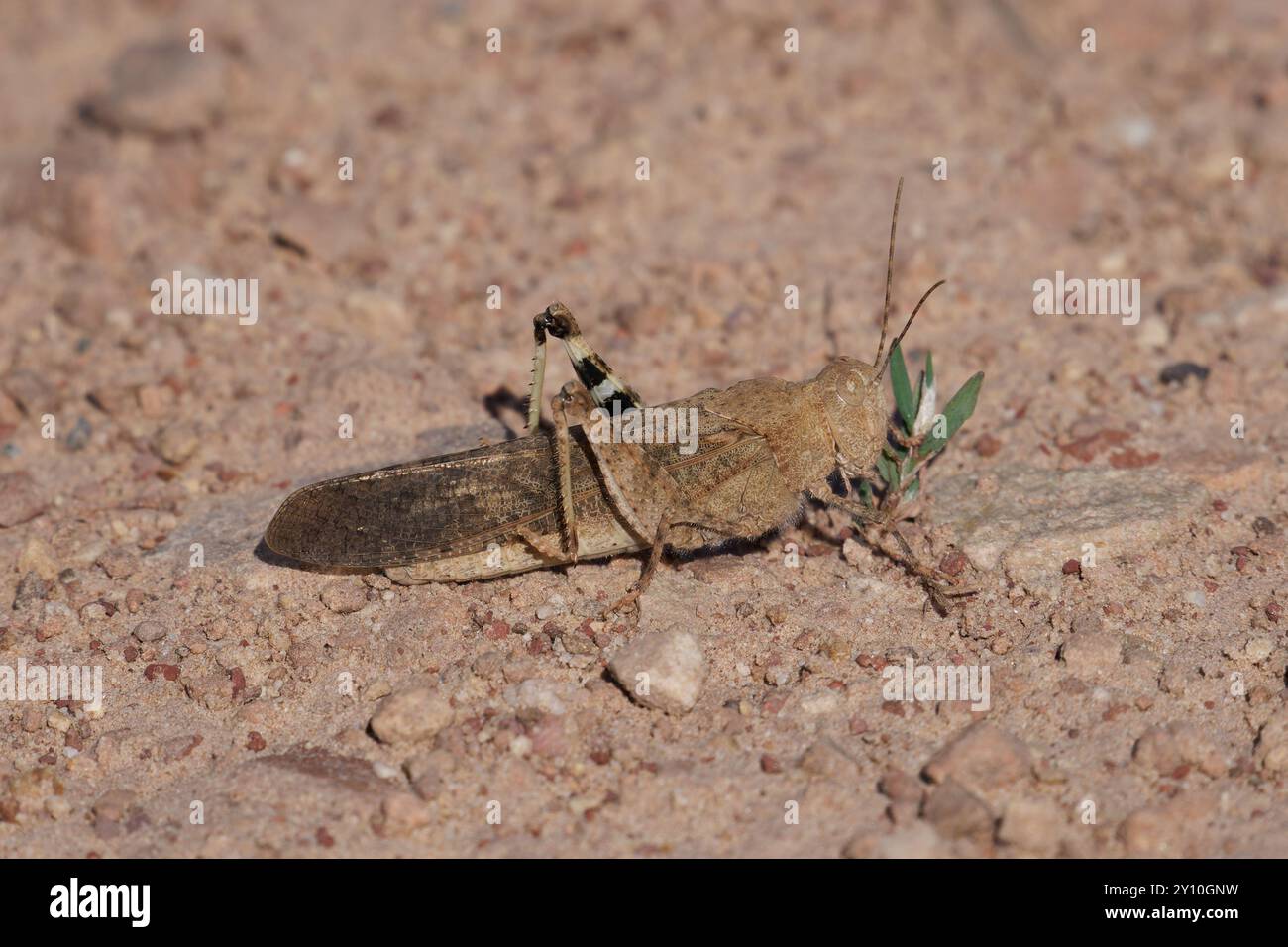 Carolina locust hi-res stock photography and images - Alamy