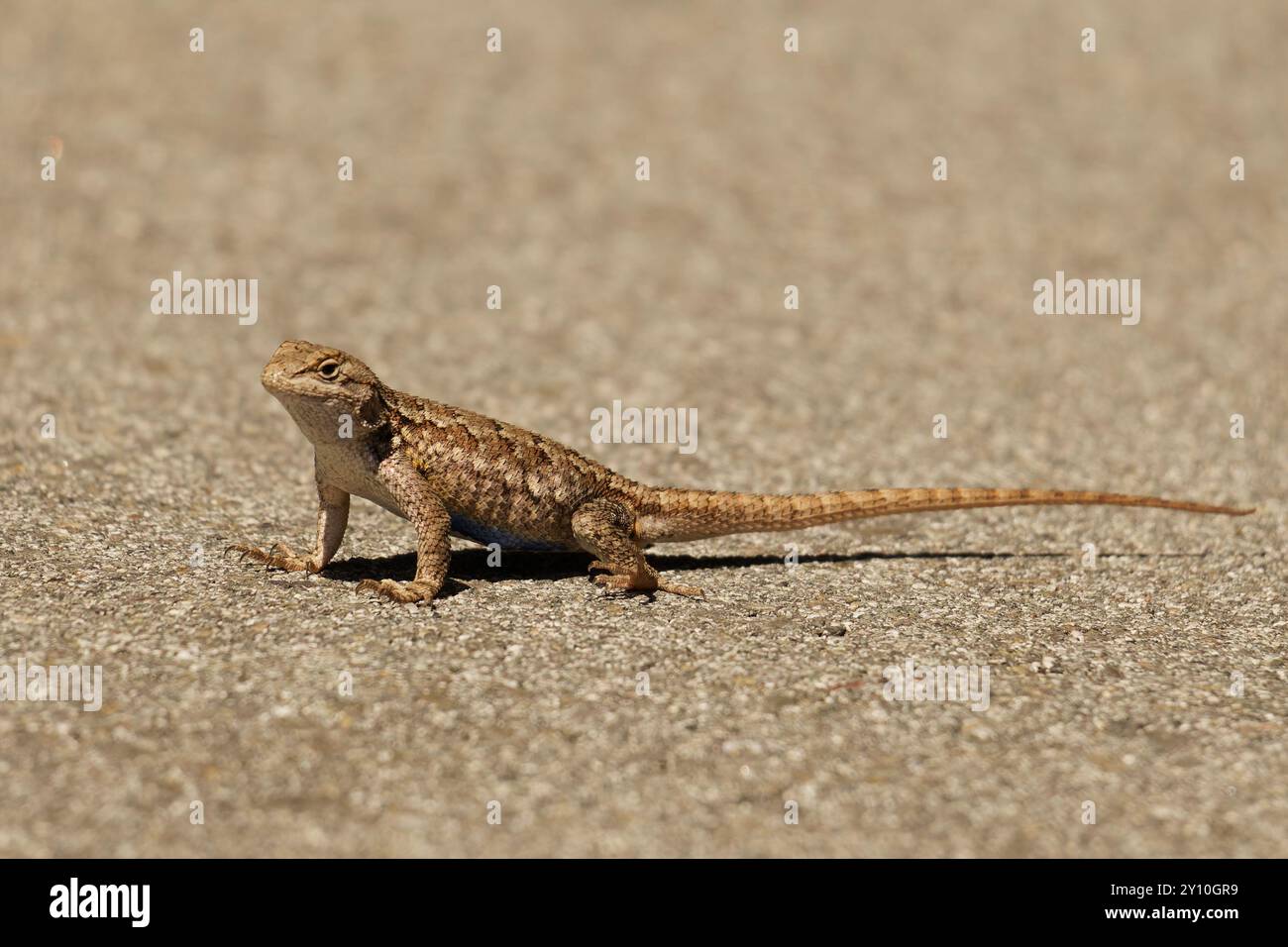 Lizards with spiny scales hi-res stock photography and images - Alamy