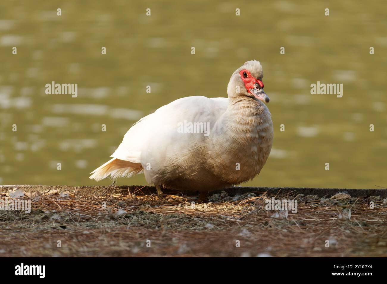 Beige duck hi-res stock photography and images - Alamy