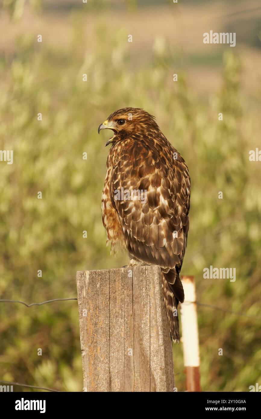 Red Shouldered Hawk on a post Stock Photo - Alamy
