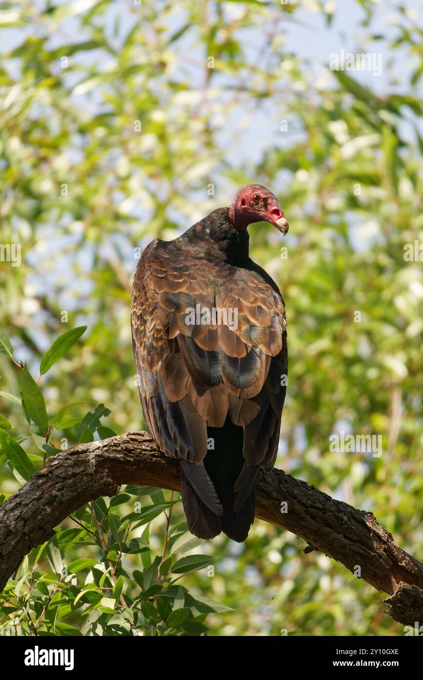 Small vulture hi-res stock photography and images - Alamy