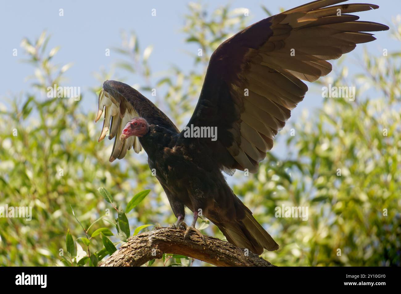 Roosting turkey vultures hi-res stock photography and images - Alamy