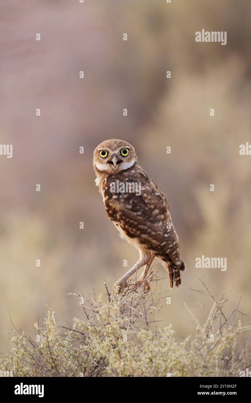 Burrowing owl looking on hi-res stock photography and images - Alamy