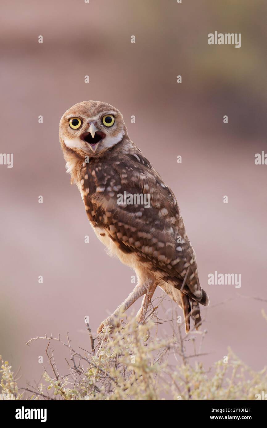 Beautiful burrowing owl hi-res stock photography and images - Alamy
