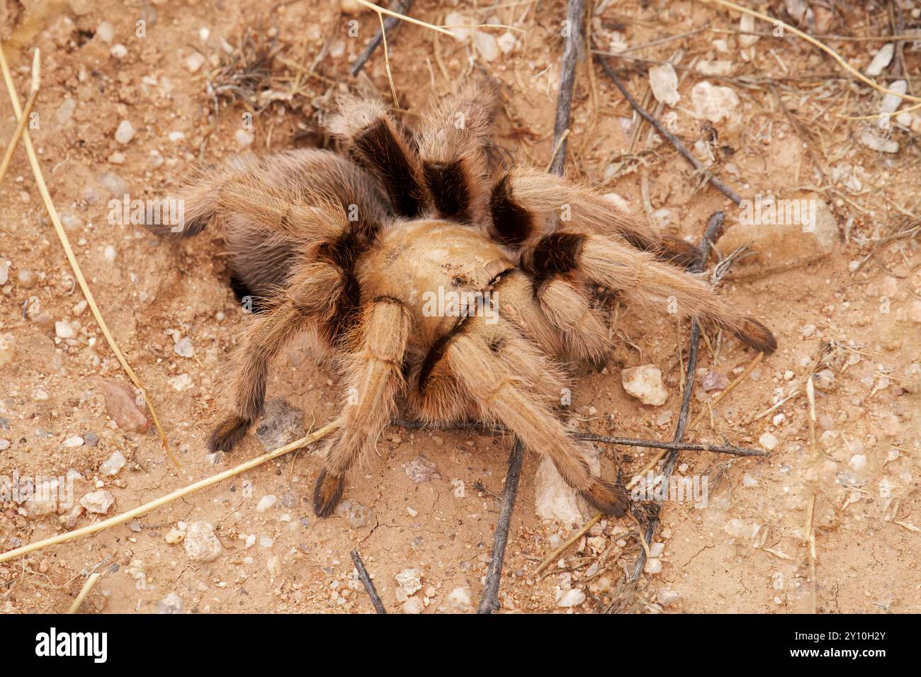 Western Desert Tarantula resting, on solid ground Stock Photo - Alamy