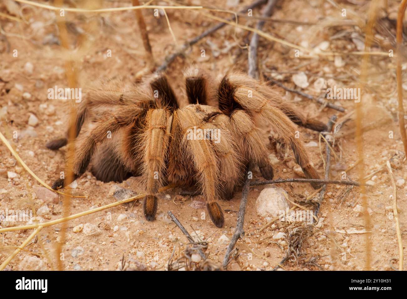 Western Desert Tarantula resting, on solid ground Stock Photo - Alamy