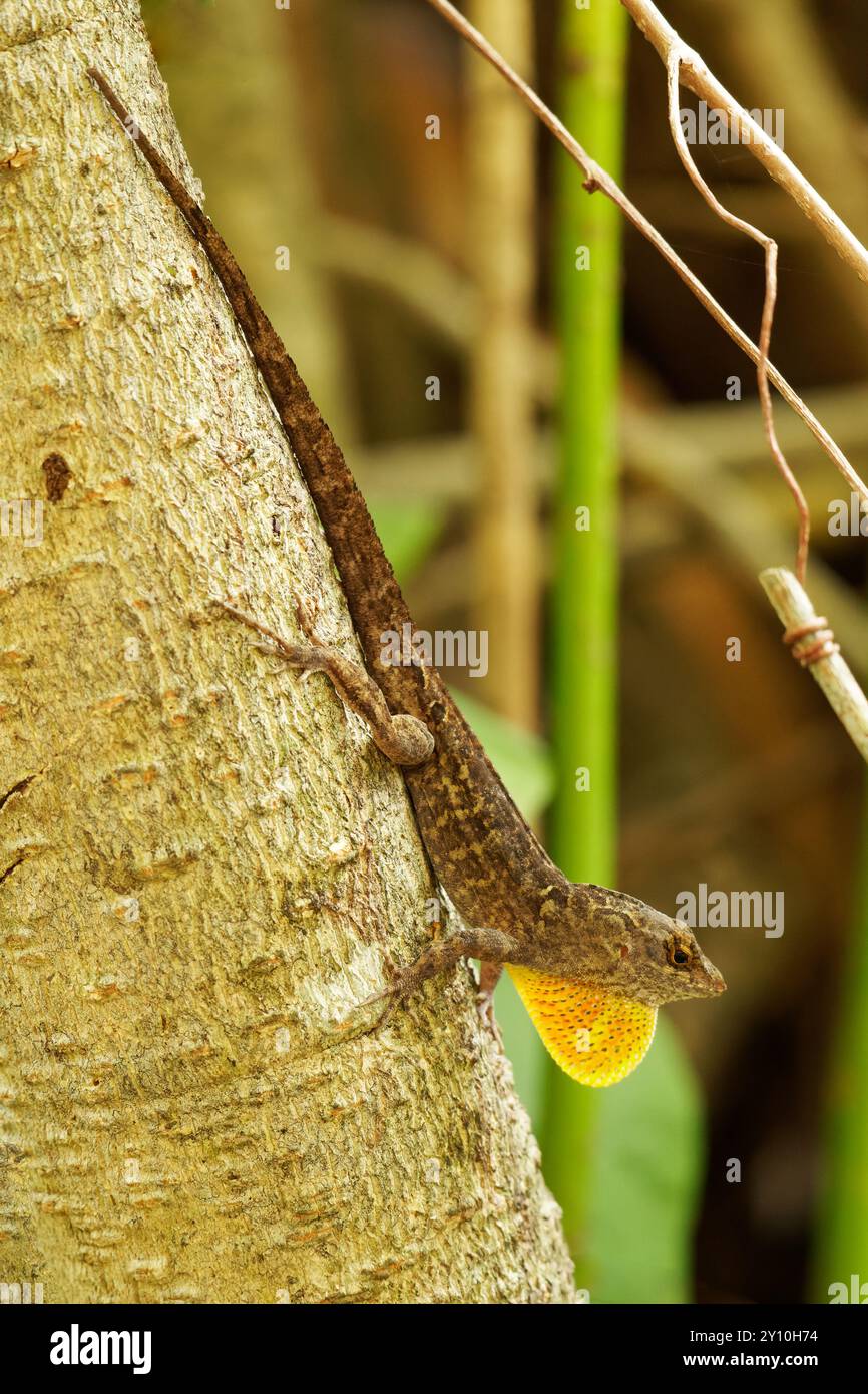 Brown Anole displaying on trunk Stock Photo - Alamy