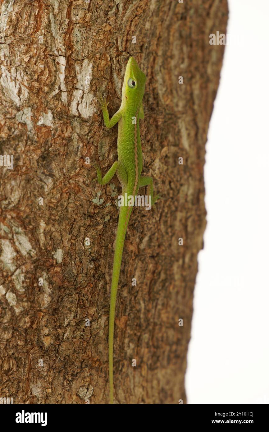 Small green lizards hi-res stock photography and images - Alamy