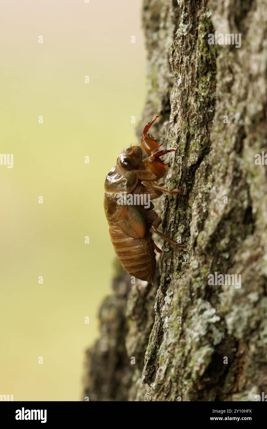 Cicada Nymph climbing on bark Stock Photo - Alamy