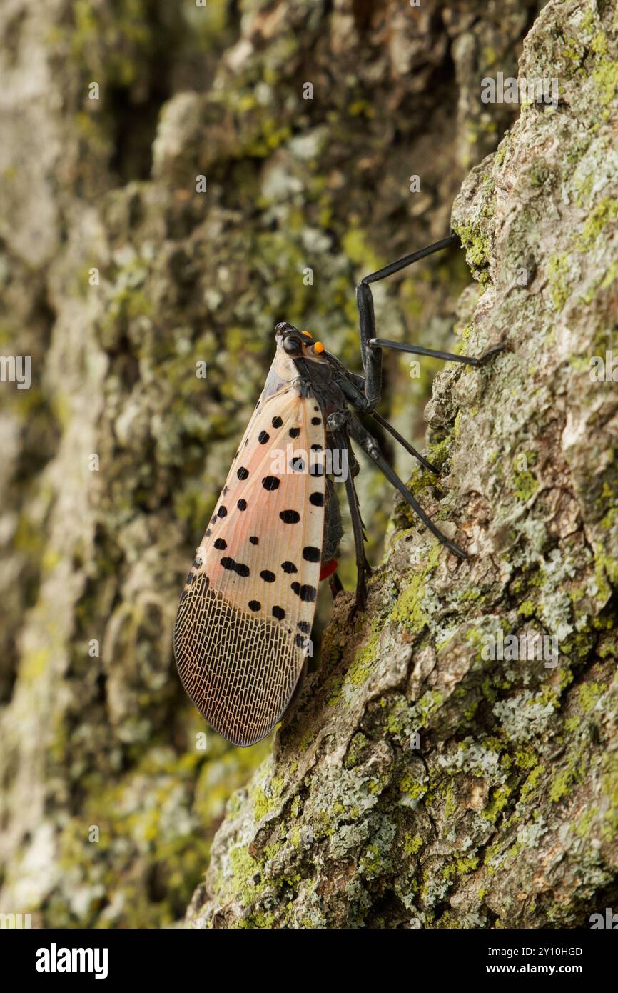 Lanternfly closeup macro hi-res stock photography and images - Alamy