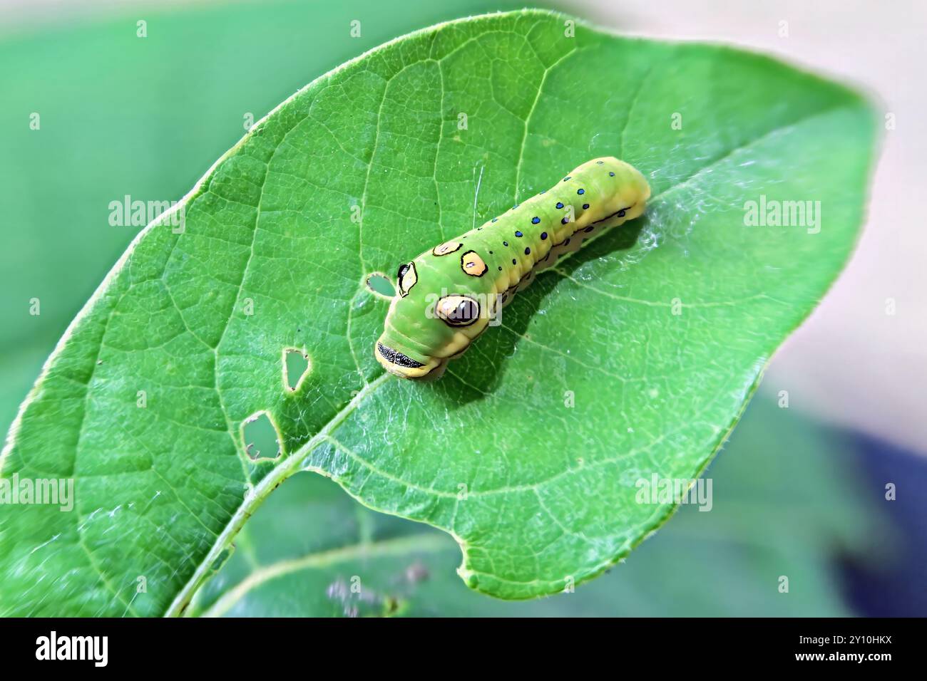Spicebush Swallowtail butterfly (Papilio troilus) caterpillar on a ...