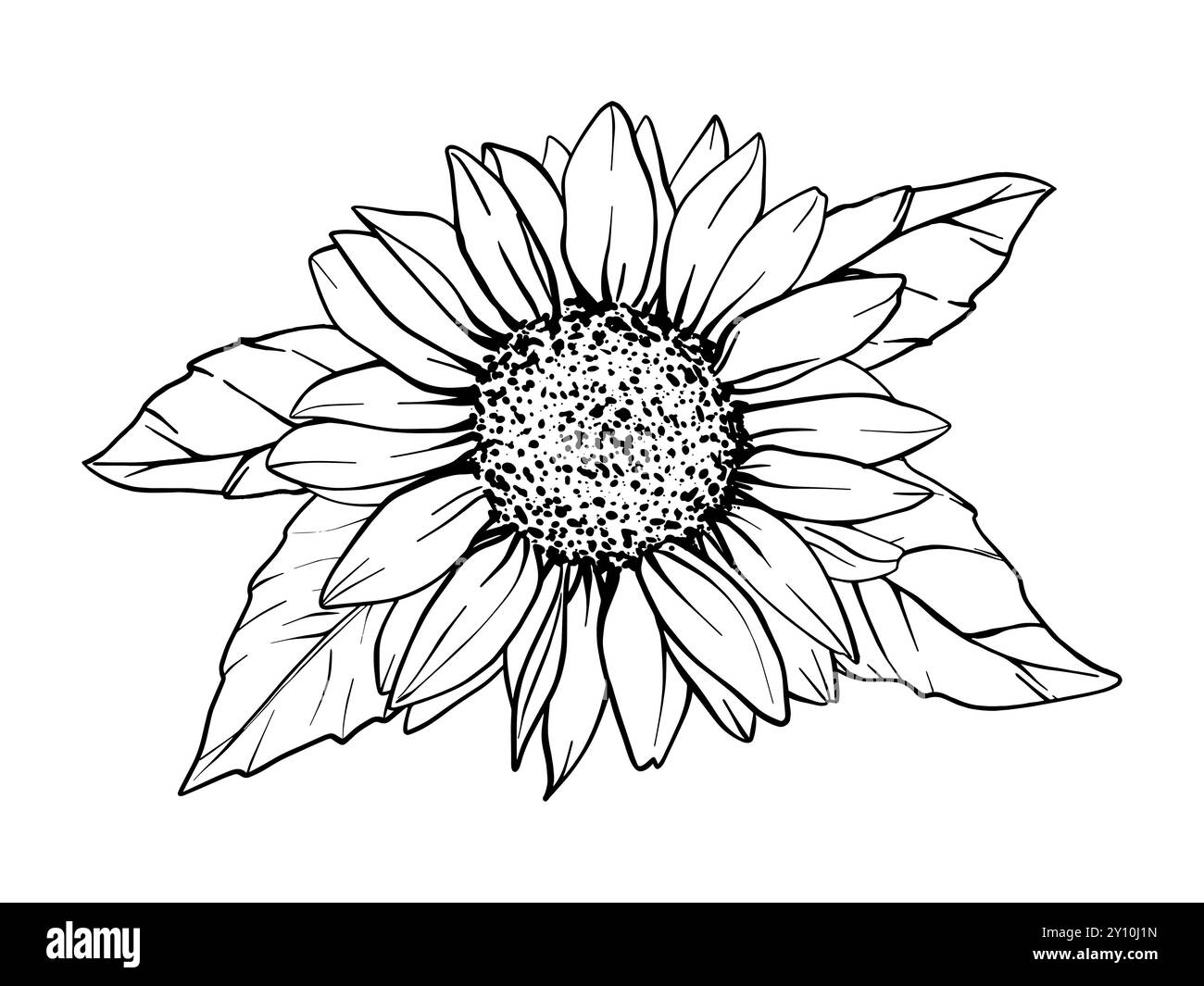 Sunflower Leaves Line Drawing
