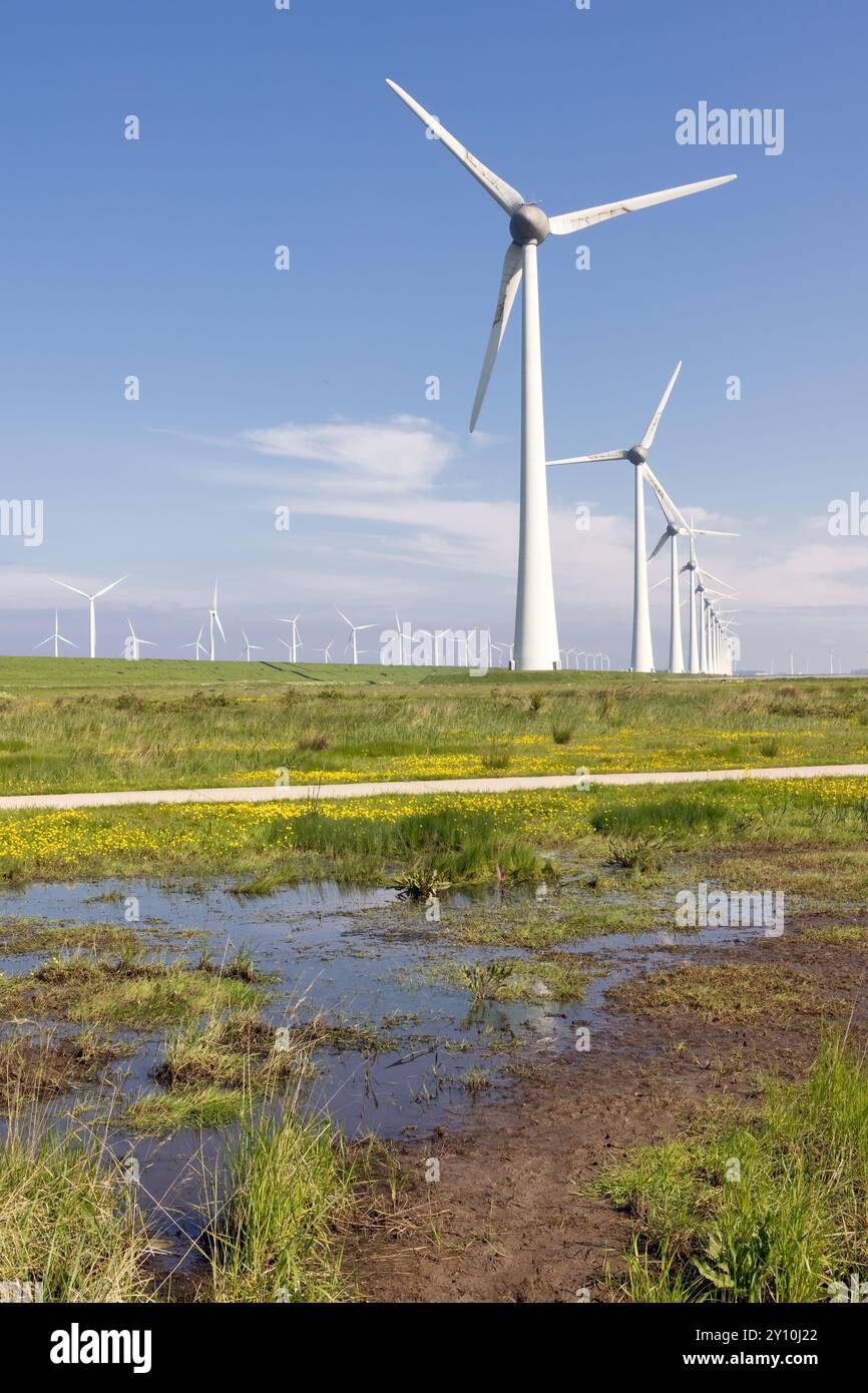 Dutch wetland in spring with yellow dandelions and big wind turbines ...