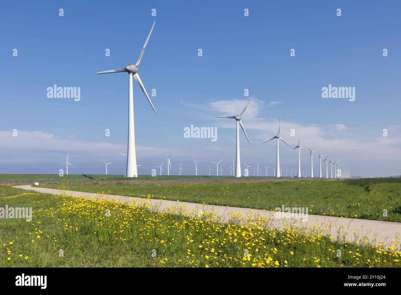 Dutch countryfield in spring with yellow dandelions and big wind ...