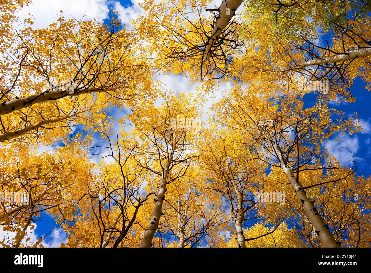 Fall foliage color on a rocky mountain top. Aspen trees were swaying in ...