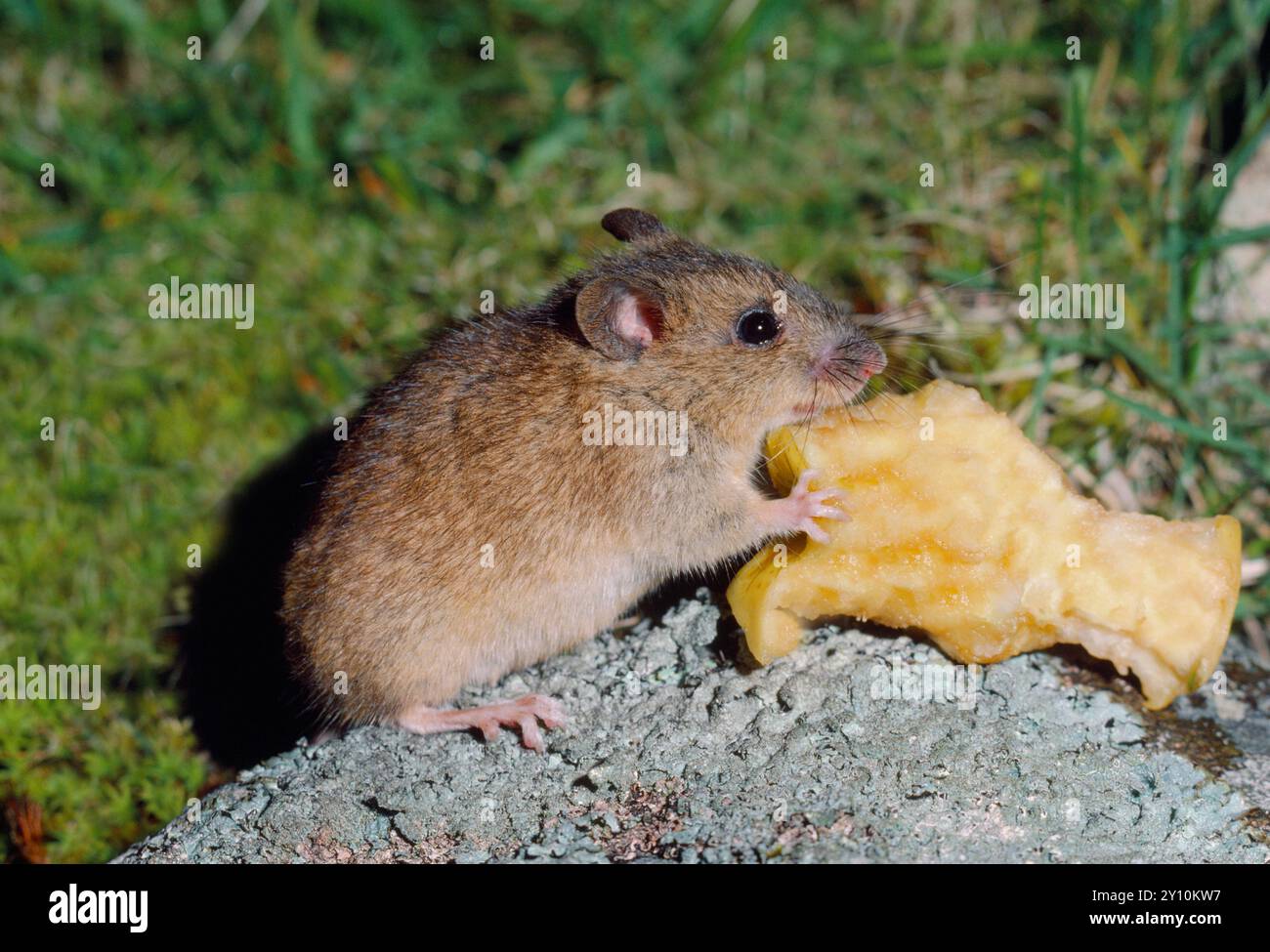 St Kilda Field Mouse (Apodemus sylvaticus hirtensis) feeding on ...