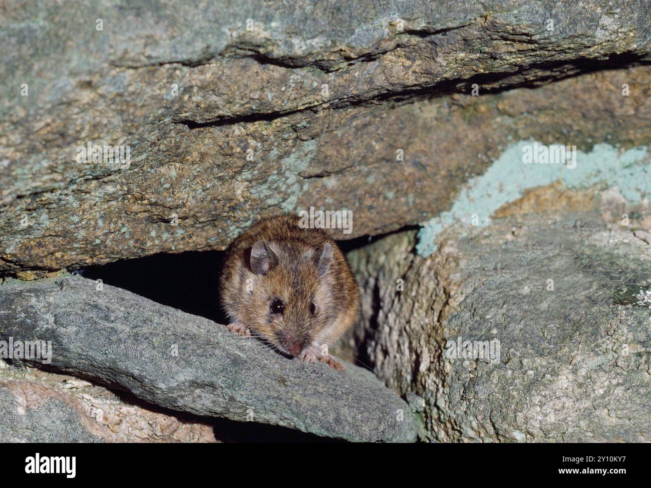 St Kilda Field Mouse (Apodemus sylvaticus hirtensis) photographed at ...