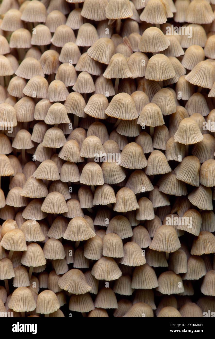 Trooping Crumble fungi (Coprinus disseminatus) also known as Fairy Ink ...