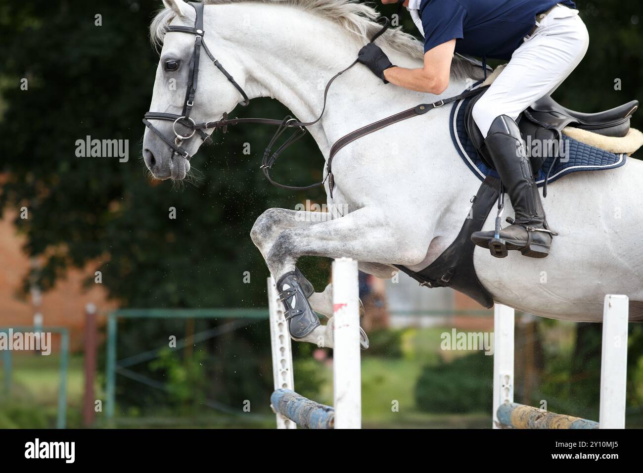 White horse with rider hopping over the hurdle on showjumping course ...
