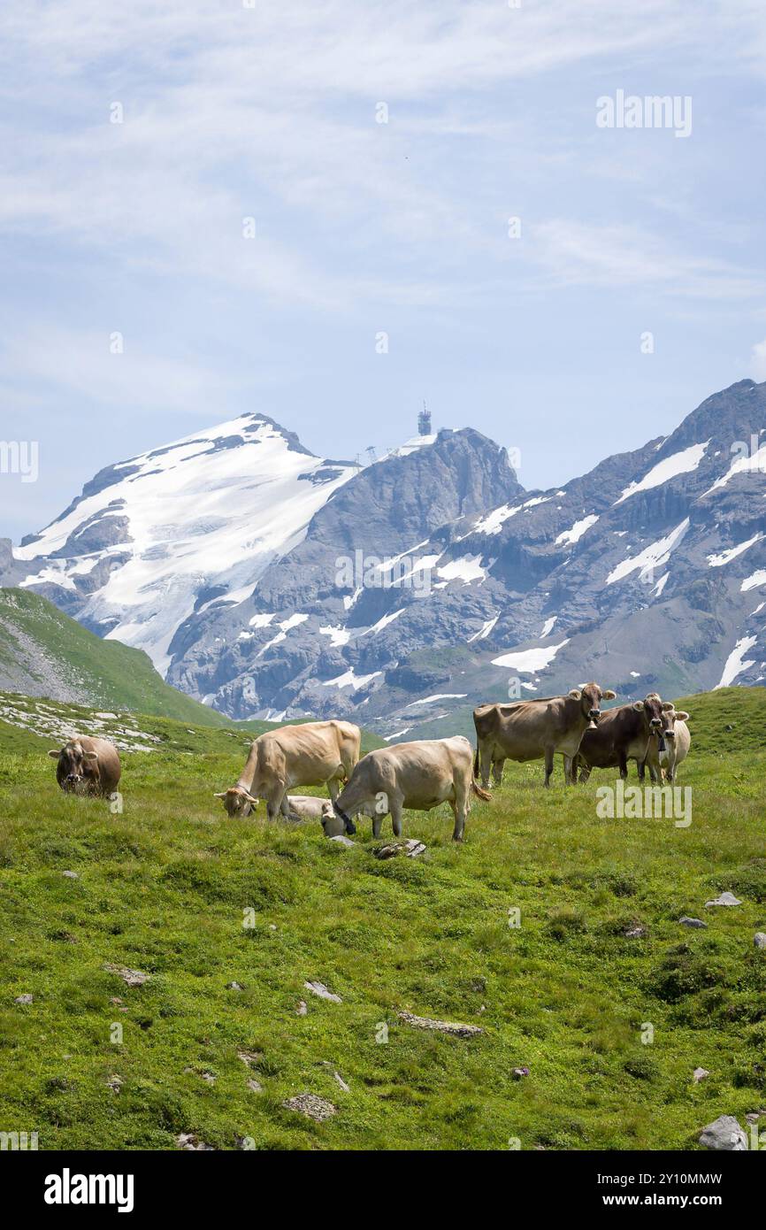 Five cows grazing high in the mountains in a lush meadow with lots of ...