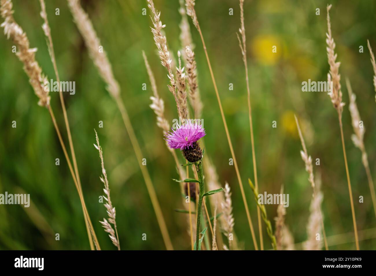 Lesser knapweed flower head growing amongst defocussed grasses Stock ...