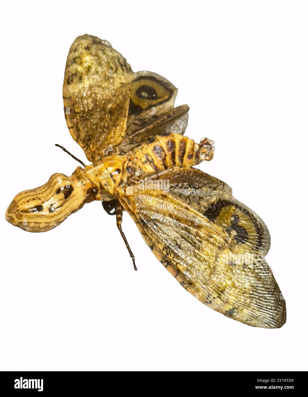 False eye lantern bug hi-res stock photography and images - Alamy