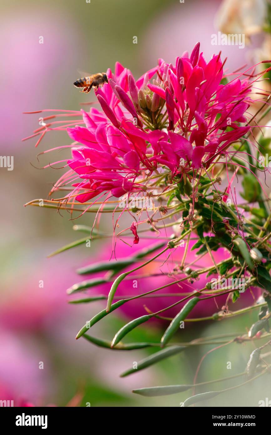 Pink queen blossom cleome spinosa with honey bee hi-res stock ...