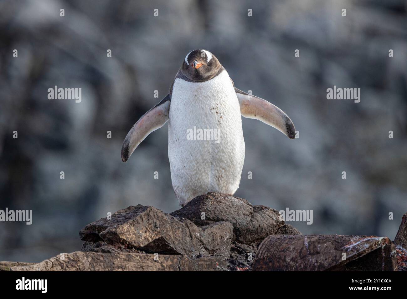 Booth island antarctica hi-res stock photography and images - Alamy