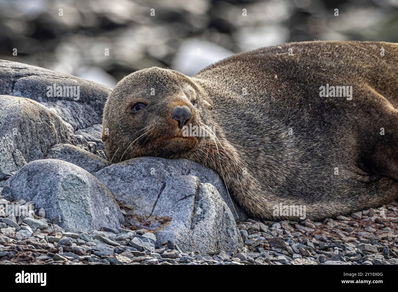 Patagonian sea lion, Booth Island, Antarctica Stock Photo - Alamy