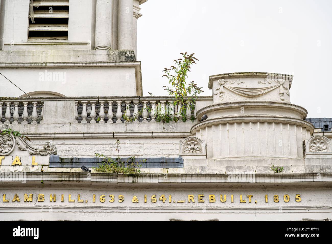 Invasive buddleia plant growing at the rooftop of Hutchesons Hall in ...